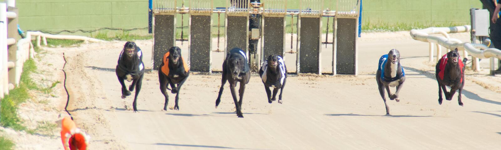 Racing | Central Park Greyhound Stadium Racing | Central Park Greyhound Stadium